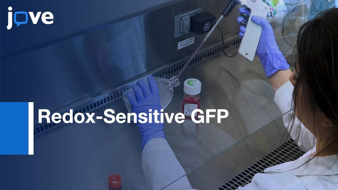 Cellular Oxidation Assessment by Redox-Sensitive GFP | Protocol Preview ...
