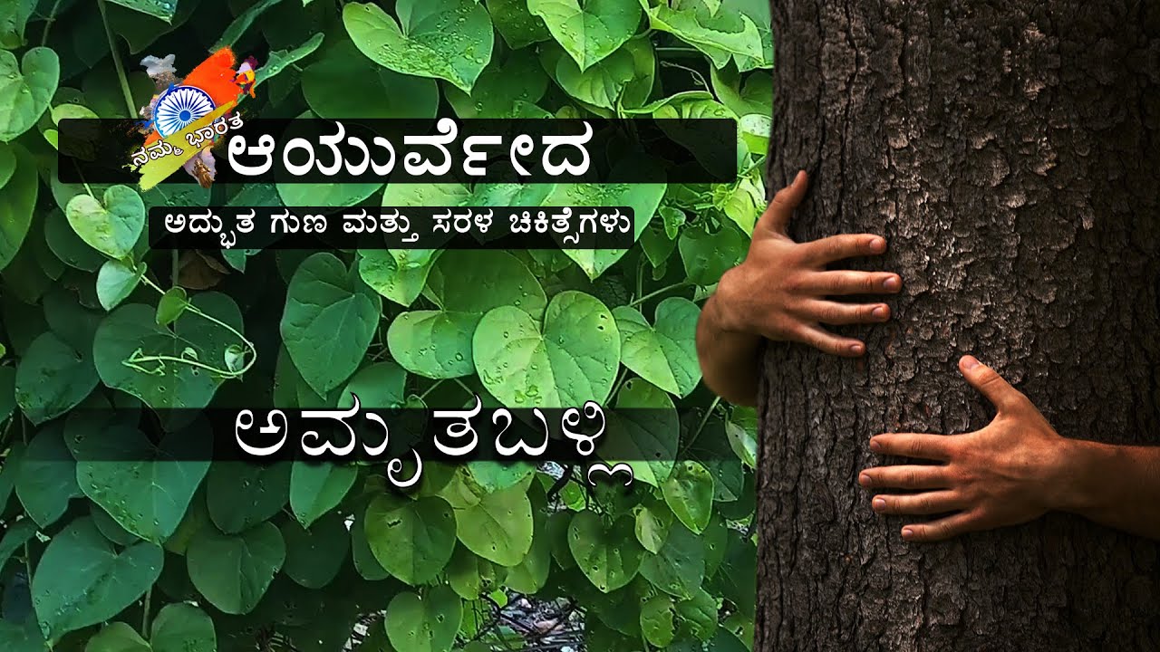 Benefits from using Tinospora cordifolia/Amrutha Balli - YouTube