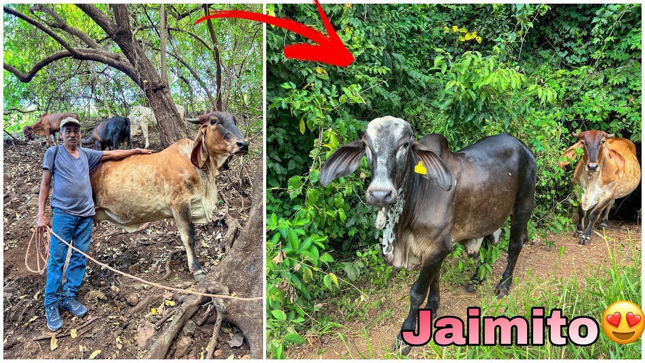 😱Ya quedan pocos Días para conocer el nuevo dueño del torete Jaime😱😍 ...