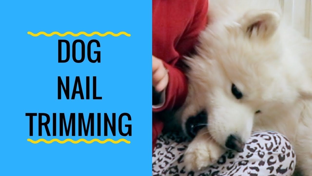 Samoyed Nail Trimming - YouTube