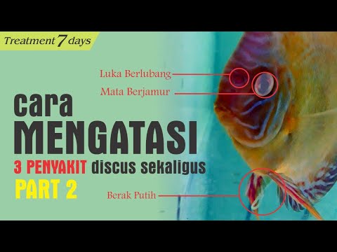 Mengobati Berput dan Jamur pada Ikan Discus-Part2 - YouTube