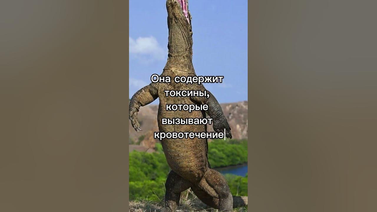 Драконы Комодо загадочные интересныефакты топ5 путешествия необычныеместа приключения