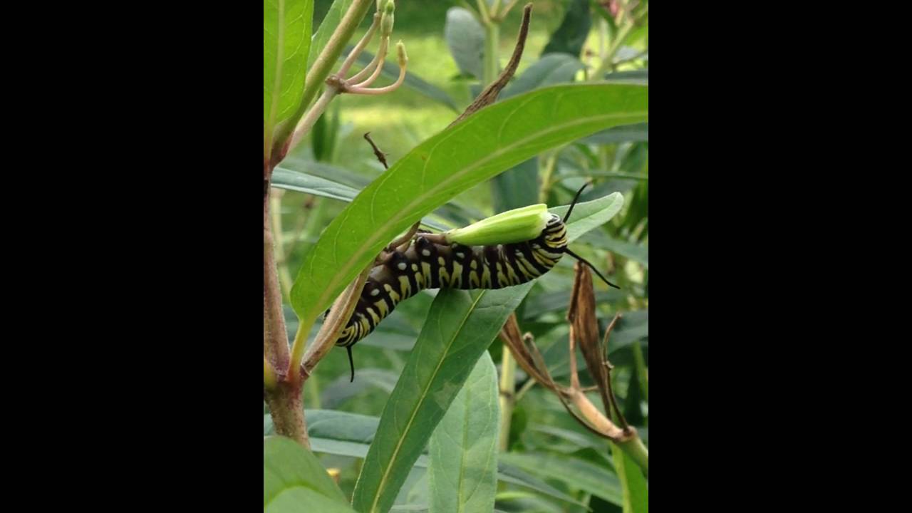 Monarch Caterpillar Eating a Swamp Milkweed Seed Pod - YouTube