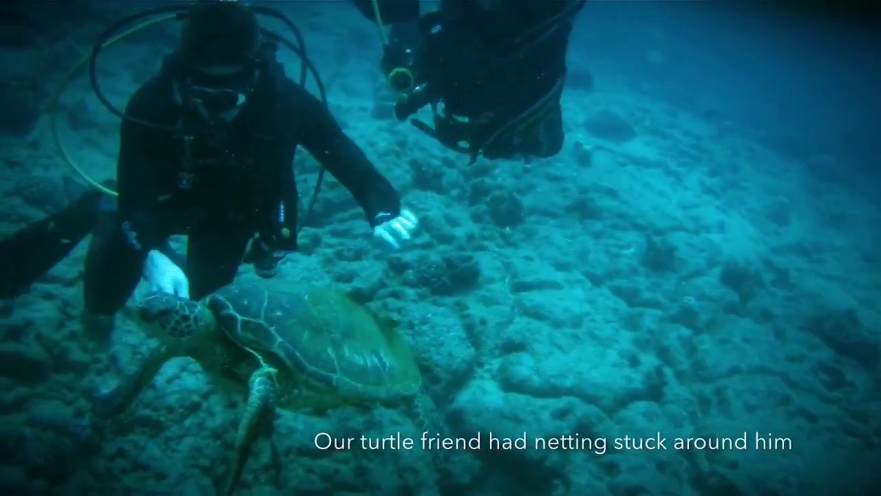 Freeing Our Turtle Friend - YouTube
