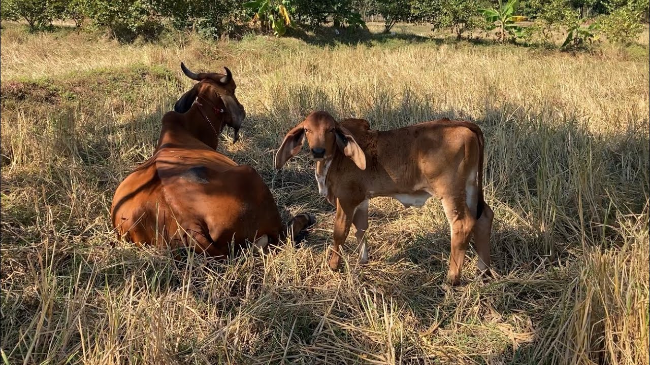 #ผลงานKF31 #ลูกชายKF31-เกิดจากแม่ลูกกระทบ (อายุ20วัน)พัฒนาการเนื้อหนัง ...