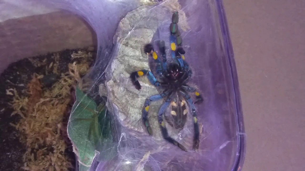 Sapphire blue tarantula. Poecilotheria metallica time lapse molt - YouTube