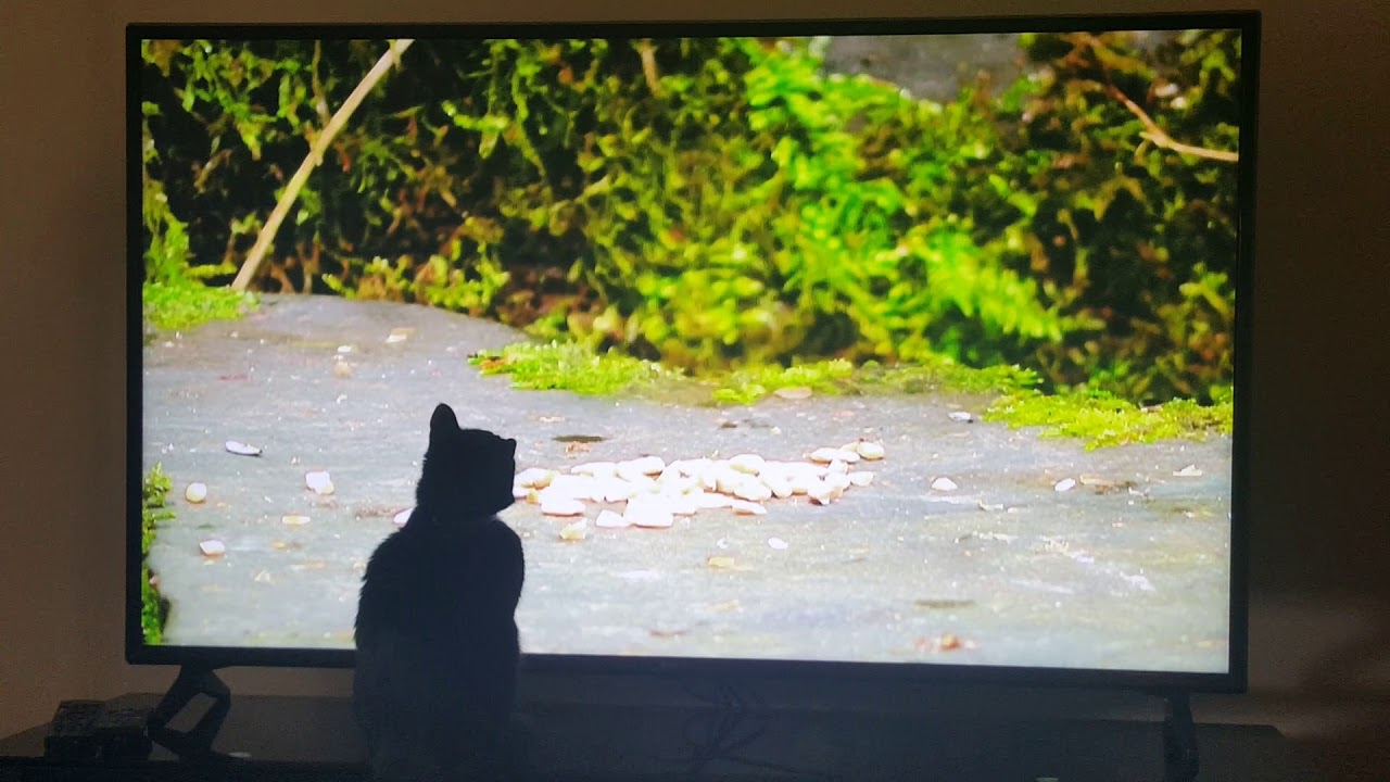 Messing with the cat. - YouTube