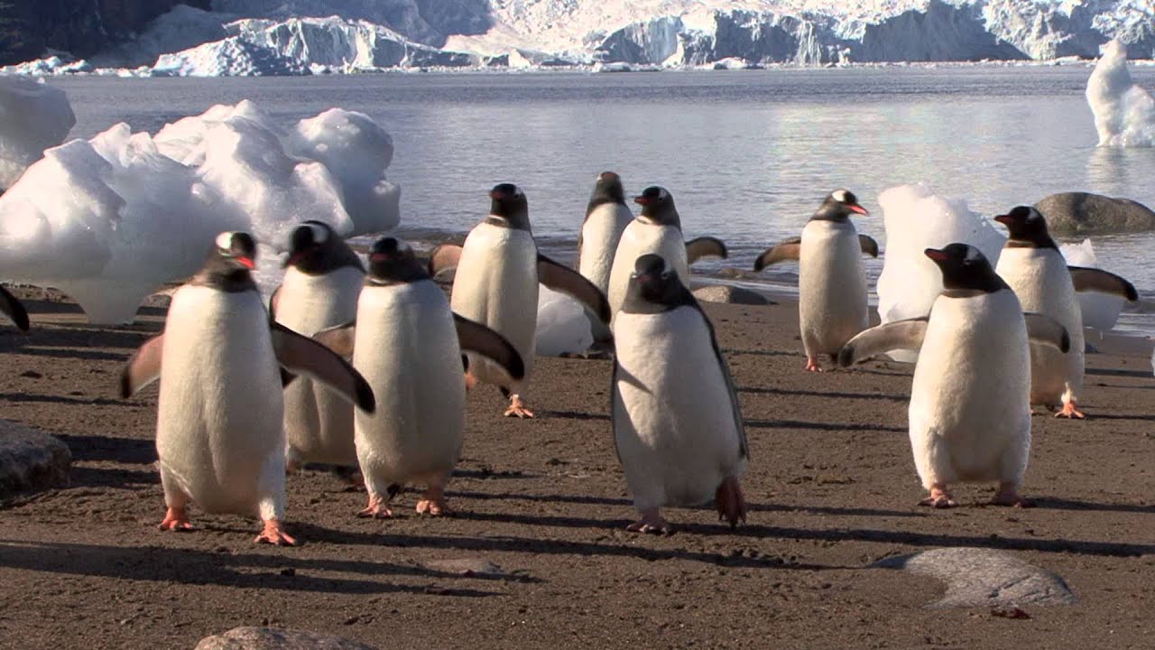 ANTARCTICA: The white continent - YouTube