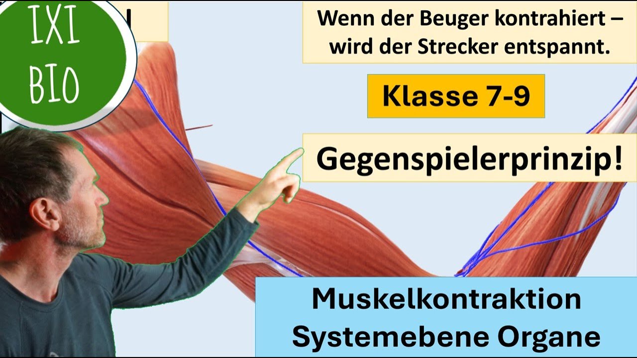 Funktionsweise der Muskeln und das Gegenspielerprinzip Sek I (Klasse 7 ...