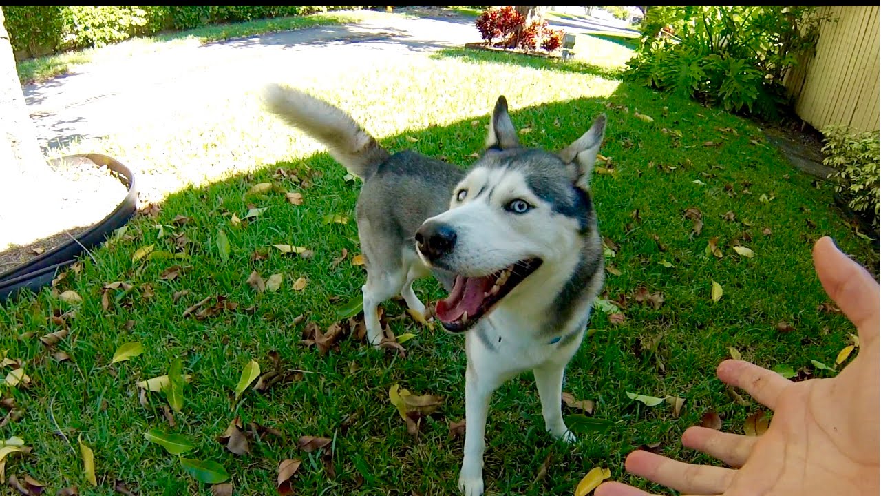 Are All Huskies Smart Dogs