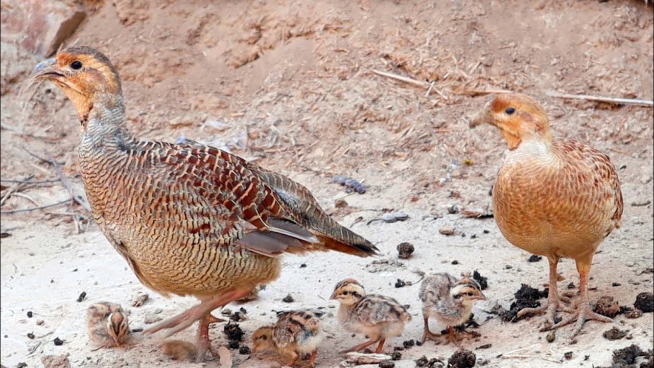 White partridge with New breed baby jungle full new 2023 - YouTube