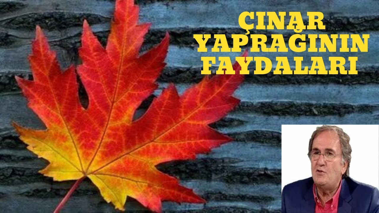 ÇINAR YAPRAĞI FAYDALARI/ÇINAR YAPRAĞI ÇAYI FAYDALARI/ÇINAR YAPRAĞI KÜRÜ ...