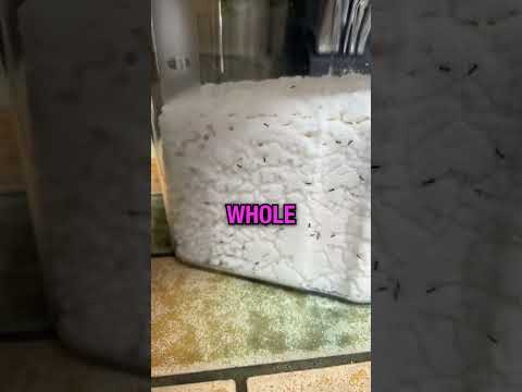 Finding an Ant Colony in Sugar? 🍪