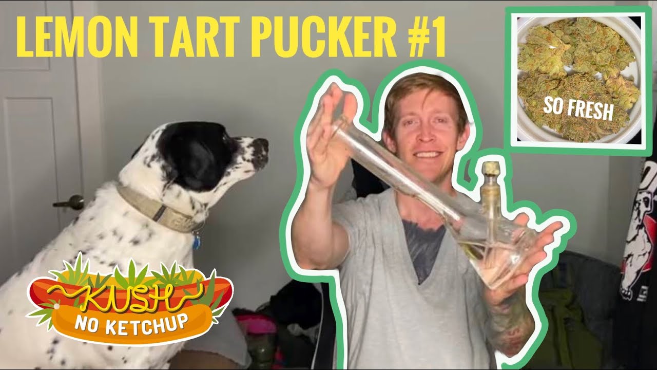 Lemon Tart Pucker #1 (710 Labs) | KUSH NO KETCHUP - YouTube