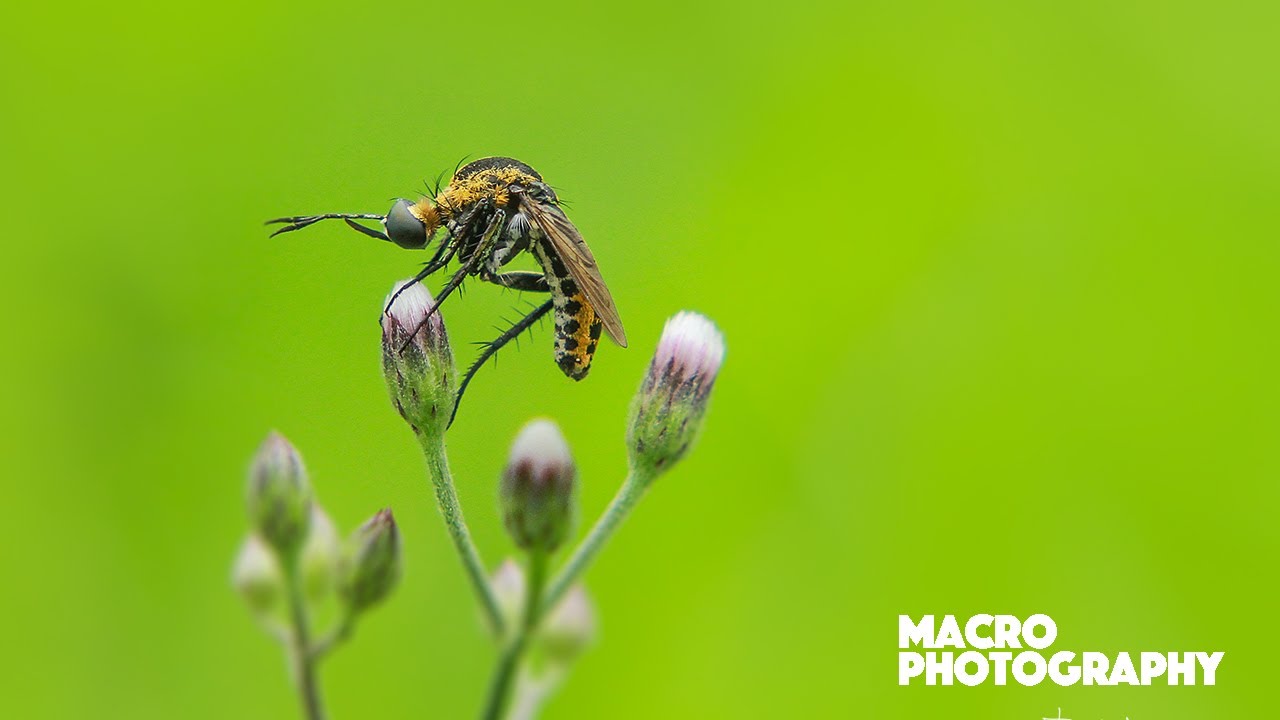 HOW TO MACRO PHOTOGRAPHY EDITING | ADOBE PHOTOSHOP - YouTube