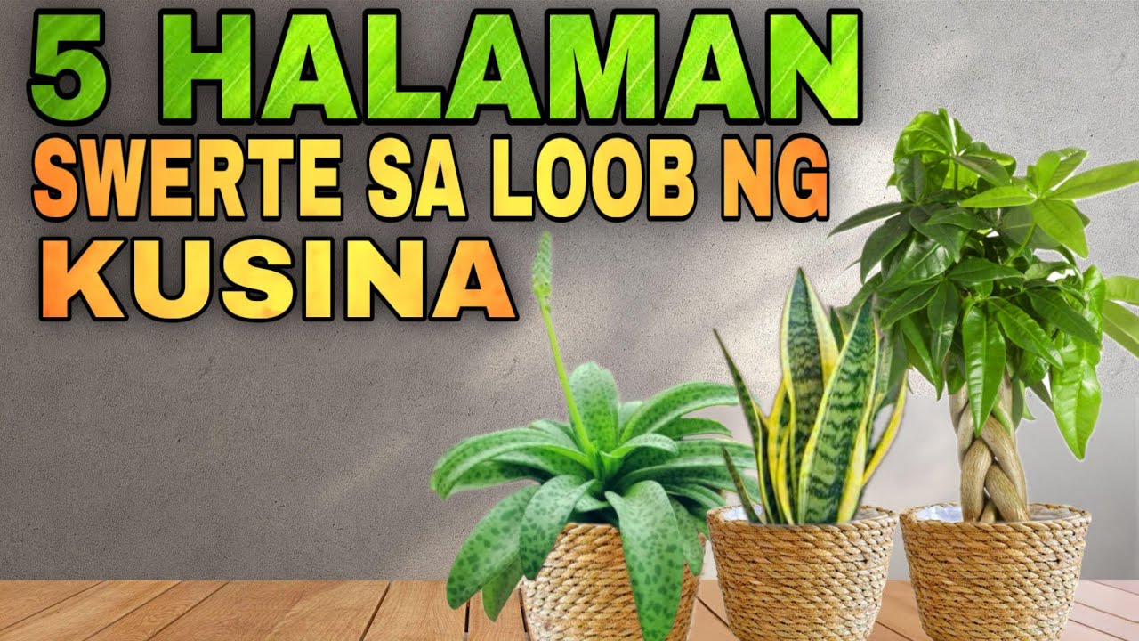 5 HALAMAN SWERTE SA KUSINA PARA SWERTEHIN SA PERA | Lucky Plants 2024 ...