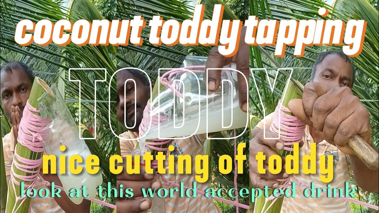 coconut toddy product🥥🥥634 nice cutting of toddy tapping🌴🌴 - YouTube