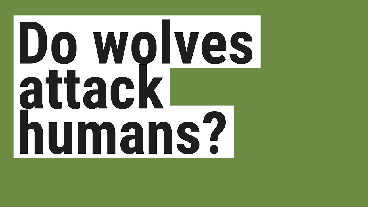 Do wolves attack humans? - YouTube