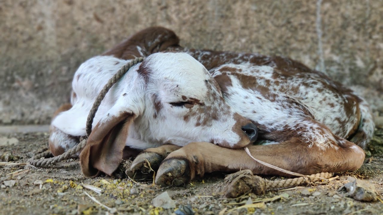 GIR Bull Arya Top Class Results| ARYAMAN GIR GAUSHALA - YouTube