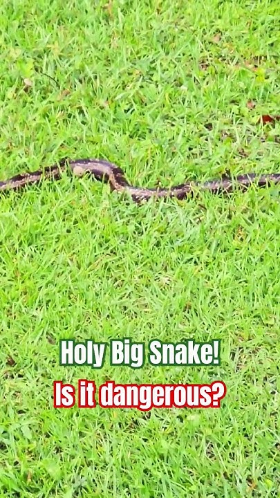 HOLY #SNAKE! Is it Poisonous? - YouTube