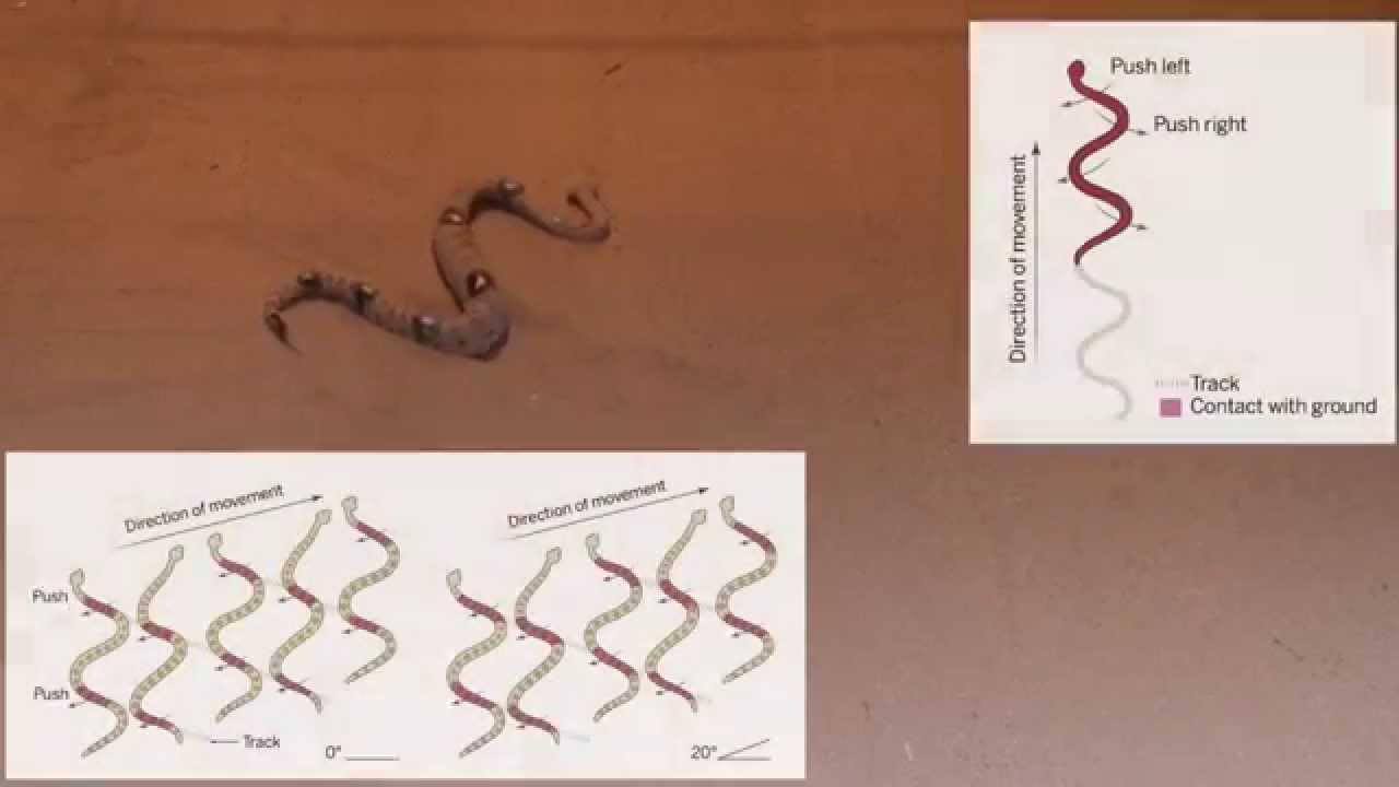 A Serpentine Template for an All-Terrain Robot - YouTube
