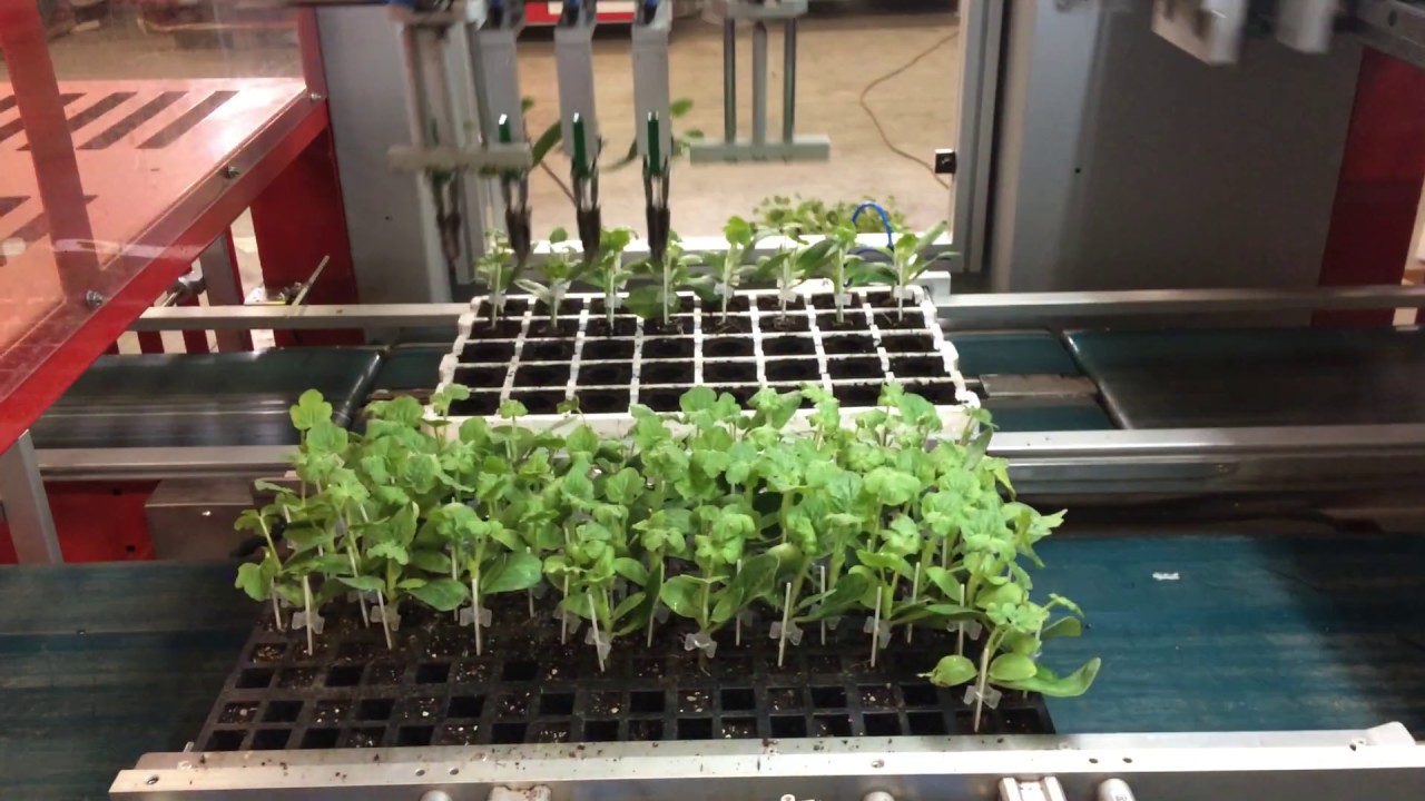 Da Ros - Transplanter - TP MT Grafting - YouTube