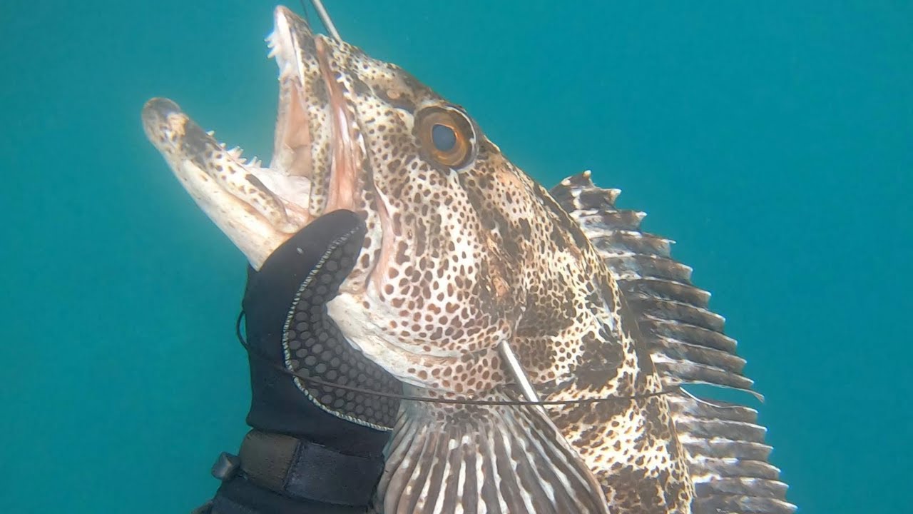 Spearfishing Northern California - 37" Lingcod - YouTube