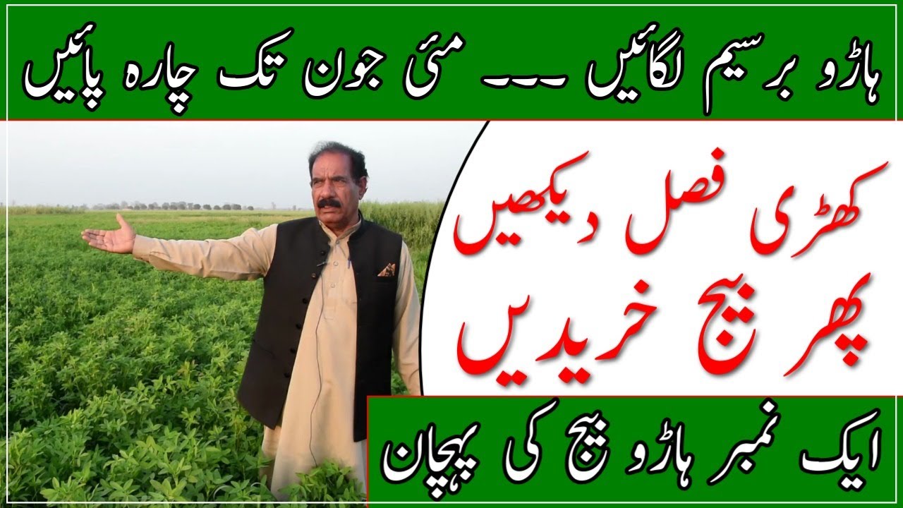 Best haroo berseem seed in Pakistan| Berseem cultivation technology ...
