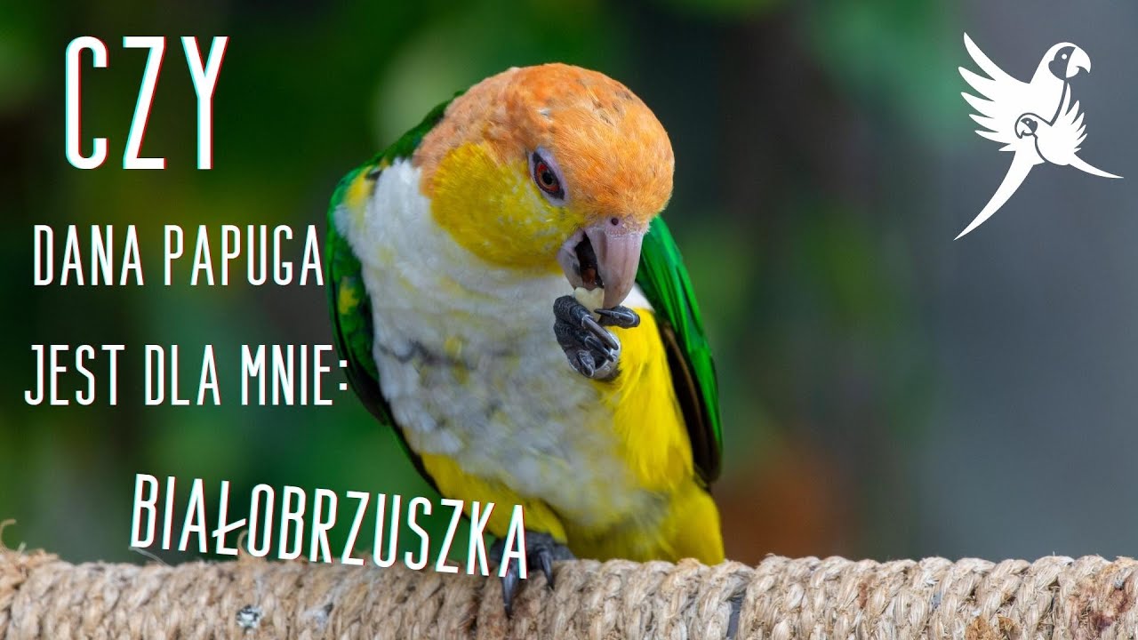 Czy dana papuga jest dla mnie: Białobrzuszka | www.parrotplanet.pl ...