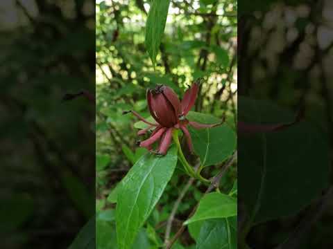 Random flowers!