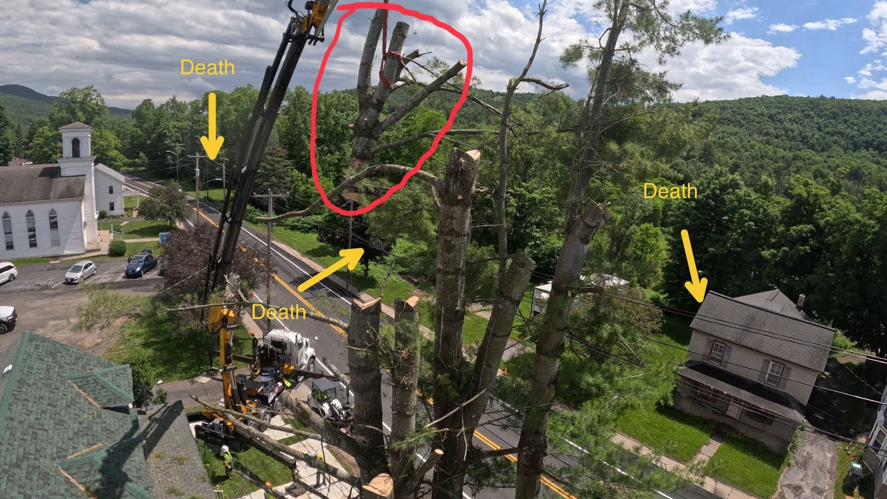 Electrifying pine tree removal !!! - YouTube