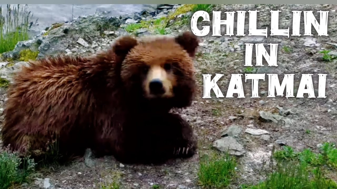 Chillin Bear Compilation ︎ 2025 ︎ Katmai Brown Bears ︎ Explore.org ...