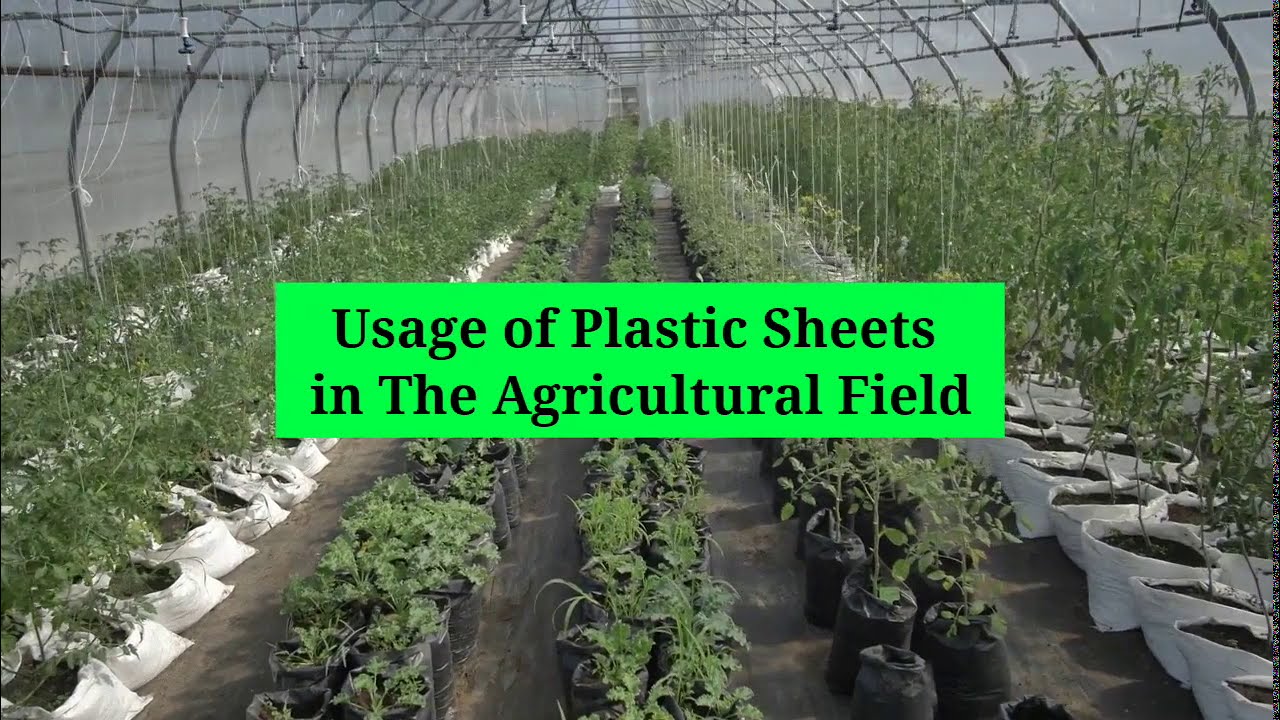 Usage of Plastic Sheets in The Agricultural Field - YouTube