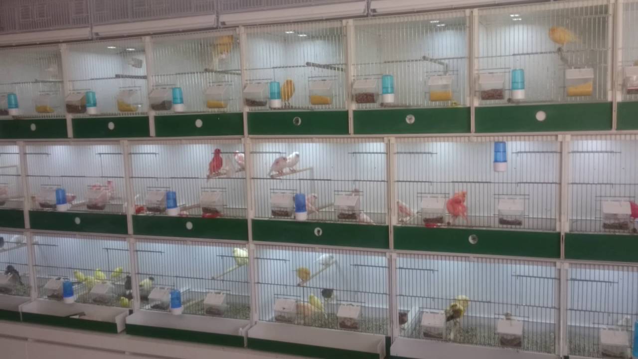 Just a Birdroom upgrade.. Almost finished 😁😁 - YouTube