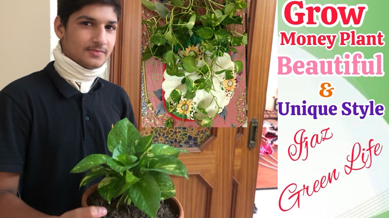 How to grow Money Plant with Unique & Beautiful Style | Grow Money ...