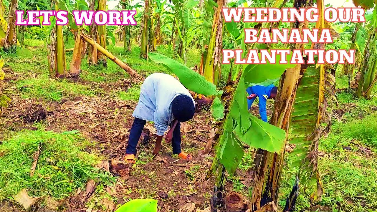 What we do inorder to get some food to eat - YouTube
