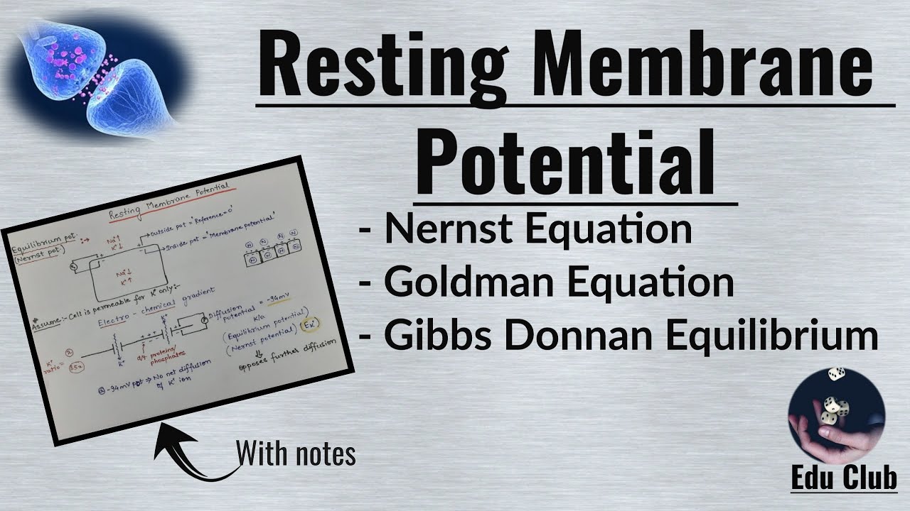 Resting Membrane Potential | Nernst potential | Equilibrium potential ...