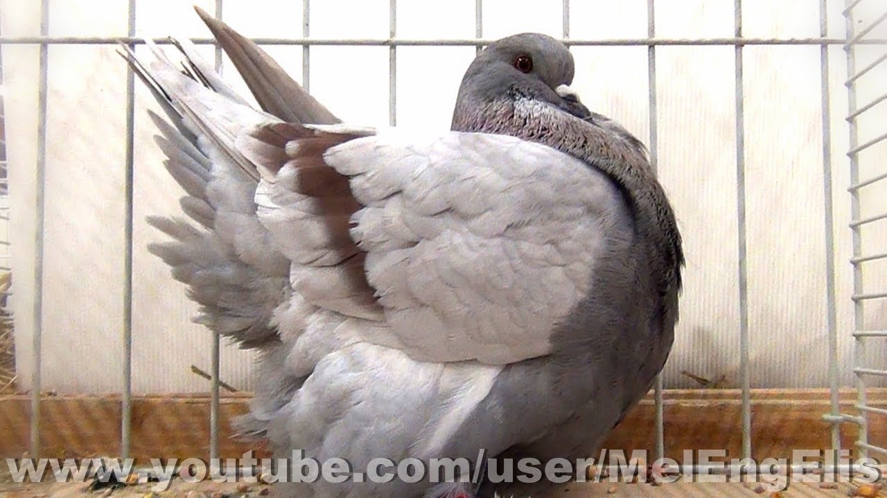 Mondain Rouge Cendré Barré - French Mondain Pigeon - Mondaintaube ...