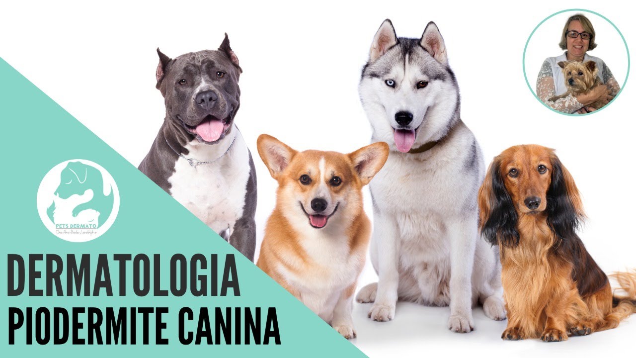 Dermatologia - Piodermatite Canina - YouTube