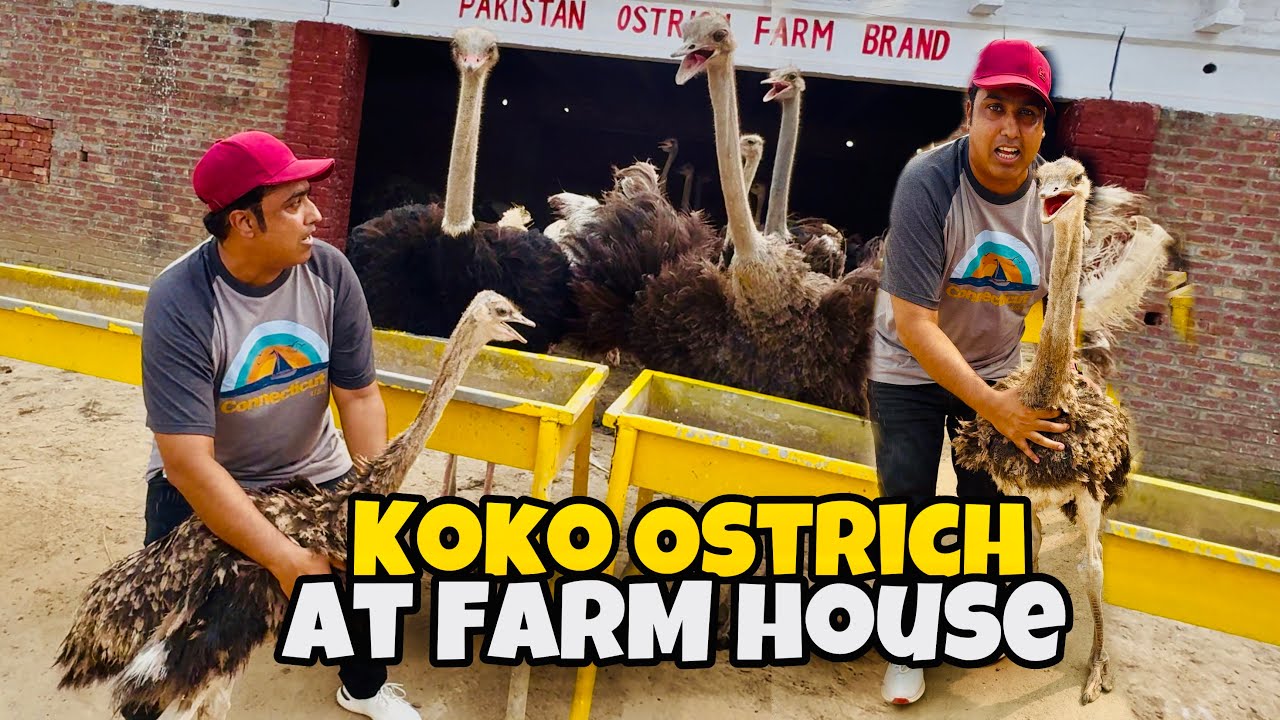 Koko Ostrich Baby Farm House Per Aa Giya | Pakistan Ostrich Farm Brand ...