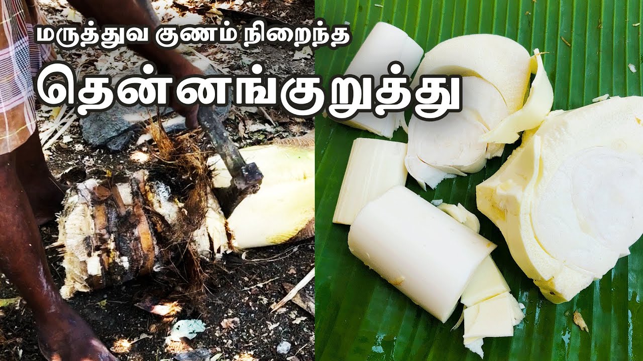 Coconut Stem | Thennai Kuruthu | மருத்துவ குணம் நிறைந்த தென்னங்குறுத்து ...