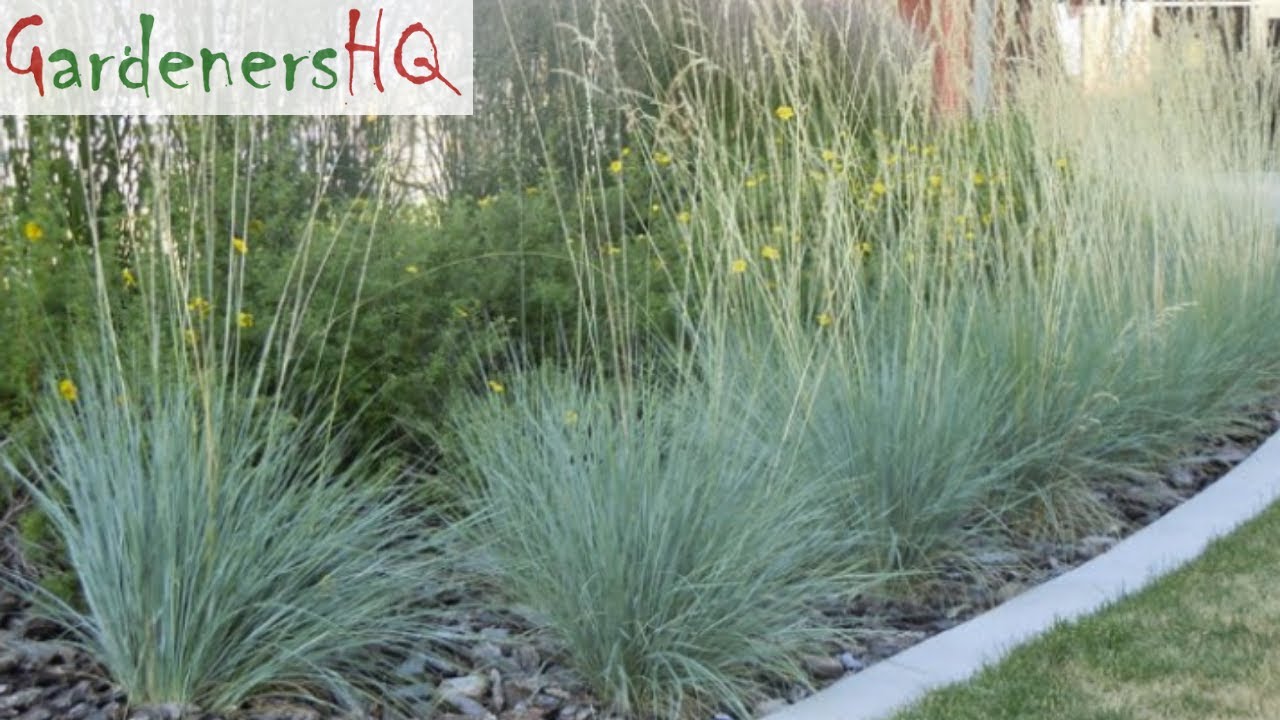 Helictotrichon sempervirens (Blue Oat Grass) Growing Guide by Gardener ...