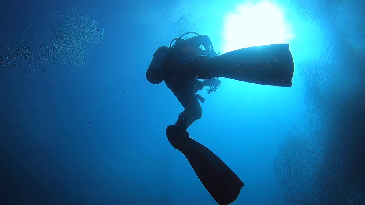Sardine Run at Moalboal, Cebu Island, Philippines - YouTube