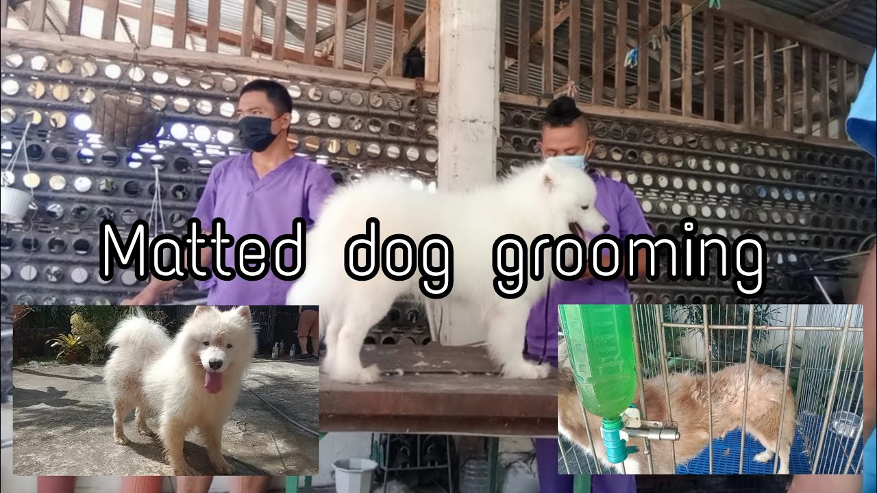 Samoyed ,Husky,Shih tzu matted grooming l Christians' grooming world ...