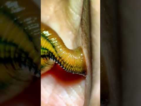 What Is The Scientific Name Of Cattle Leech