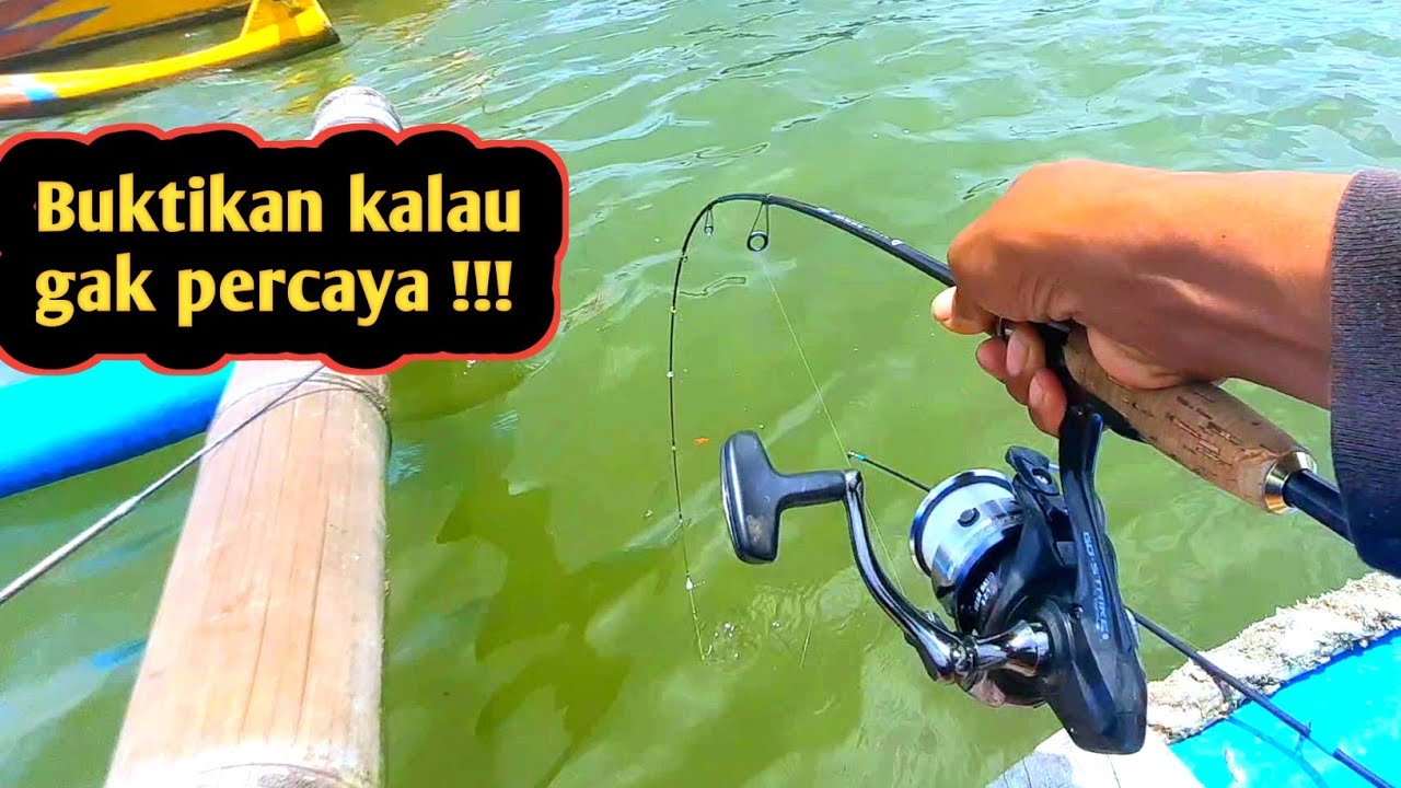 Mancing ikan kiper pakai cara ini di jamin puas - YouTube
