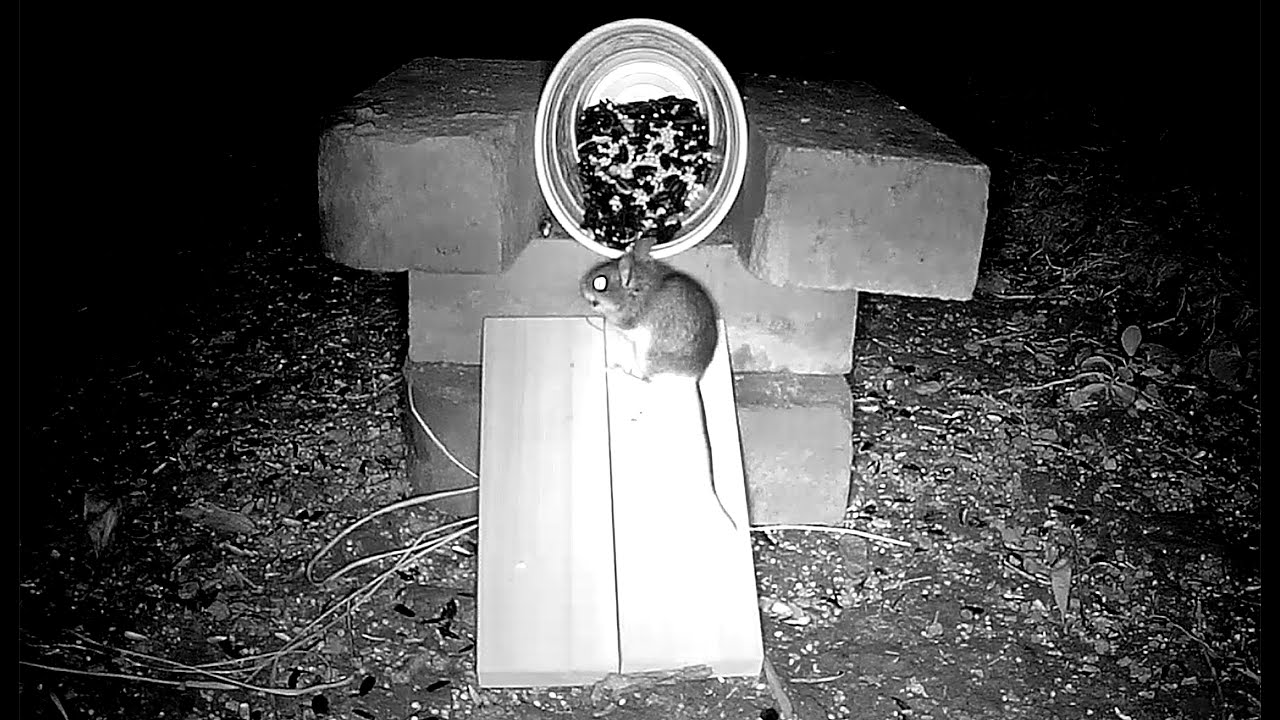 Trail Camera: Mouse Caught eating food stash - YouTube