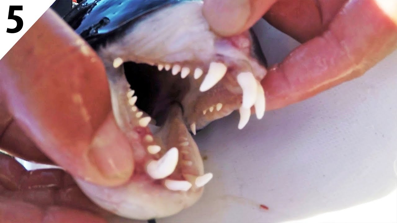 The Sheepshead Fish Teeth