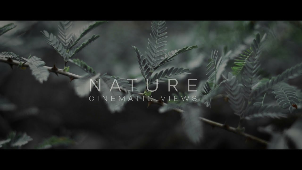 NATURE CINEMATIC VIEW - 1 - YouTube