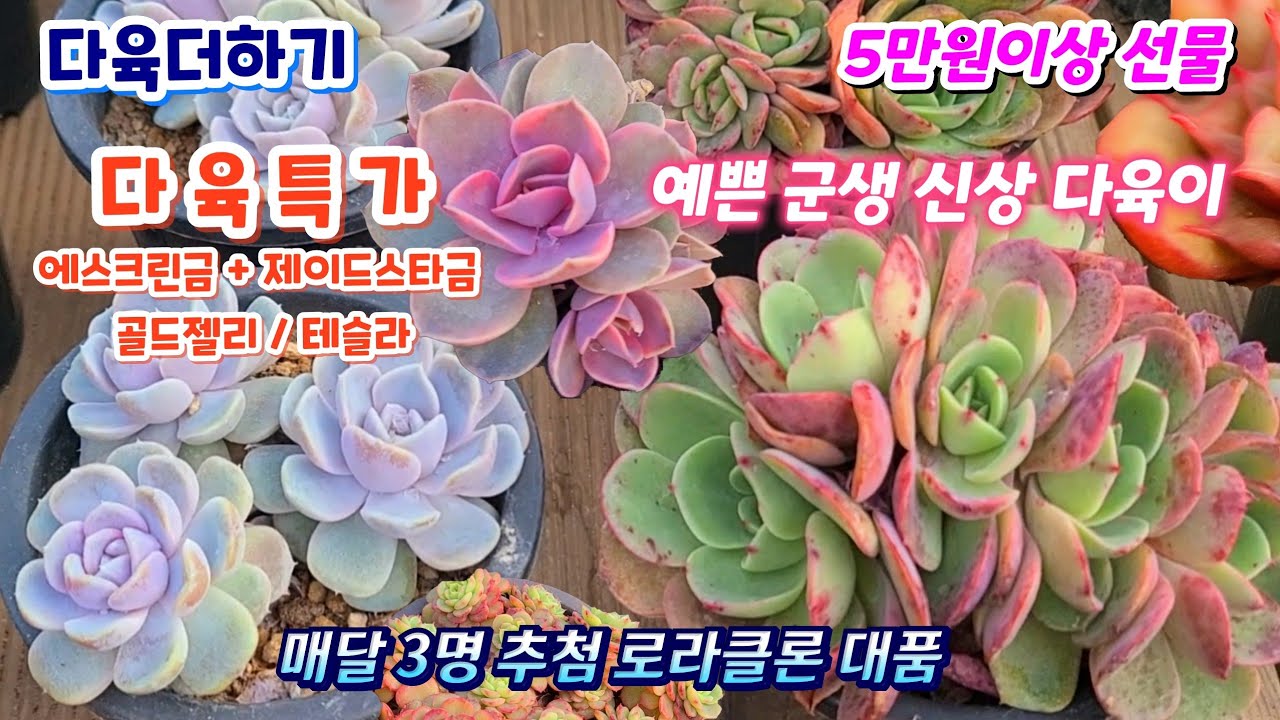다육더하기1 예쁜 군생 가격이 착해요 에스크린금 제이드스타금 서비스 타이니버거 러블리로즈 핑크플로라 웨스트레인보우
